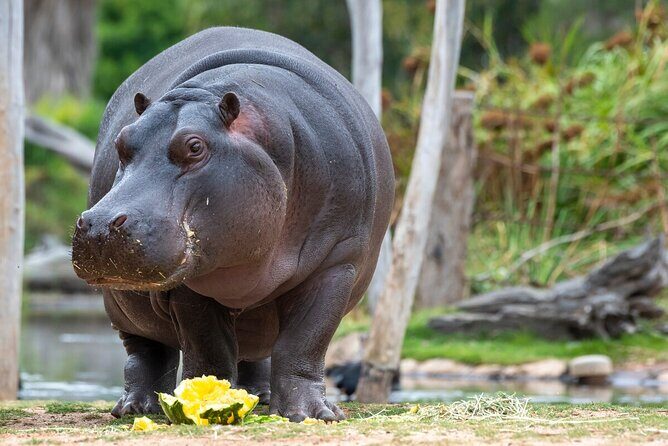 Hippo Experience at Werribee Open Range Zoo - excl. entry - Who Will Love This Tour?