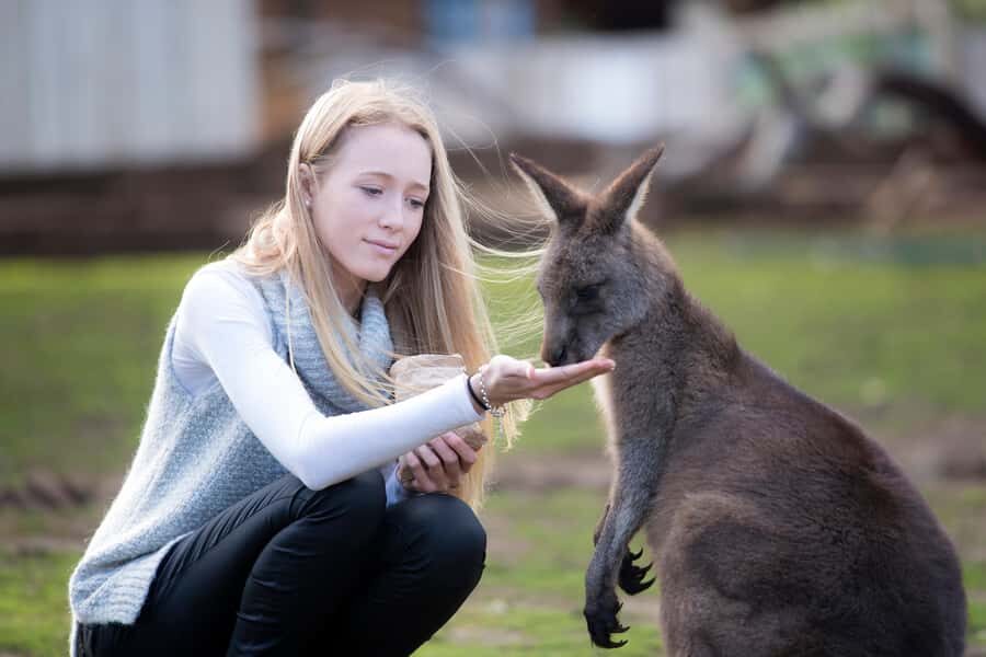 Hobart: Admission Ticket to Bonorong Wildlife Sanctuary - Guided Tours and Educational Content