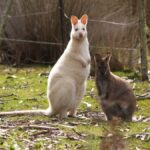 Hobart: Bruny Island Tour with Hotel Lunch & Lighthouse Tour - The Scenic Highlights and Stops