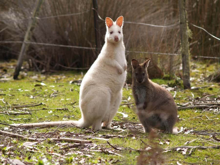 Hobart: Bruny Island Tour with Hotel Lunch & Lighthouse Tour - The Scenic Highlights and Stops
