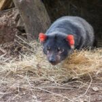 Hobart Highlights Day Tour - Why This Tour Offers Great Value