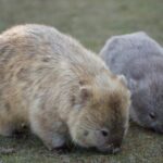 Hobart: Maria Island National Park - Nature & Wildlife Adventure - What’s Not Included