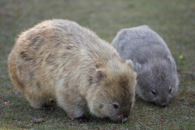 Hobart: Maria Island National Park - Nature & Wildlife Adventure - What’s Not Included