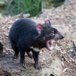 Hobart: Mt Field National Park & Wildlife Shore Excursion - Final Thoughts: Who Is This Tour Perfect For?