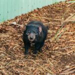 Hobart: Mt Wellington, Mt Field, Bonorong and Richmond Trip - Exploring Tasmania’s History in Richmond