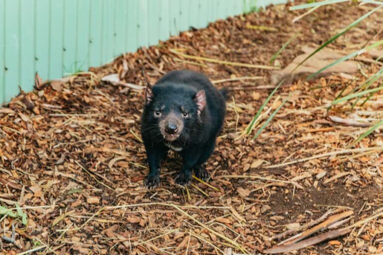 Hobart: Mt Wellington, Mt Field, Bonorong and Richmond Trip - Exploring Tasmania’s History in Richmond