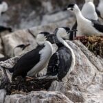 Hobart Sightseeing Cruise including Iron Pot Lighthouse - Wildlife and Nature Encounters