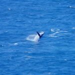 Hobart: Wineglass Bay, Freycinet Park, and Richmond Tour - Exploring the Itinerary: What You Can Expect from Start to Finish