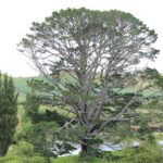 Hobbiton Afternoon Tour in Luxury Minibus from Auckland - Frequently Asked Questions