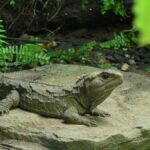 Hokitika: The National Kiwi Centre Tickets - Practical Details and Booking