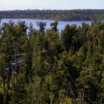Hokitika: West Coast Tree Top Tower Zip Line and Walk - The Treeline Walk: Nature from a New Perspective