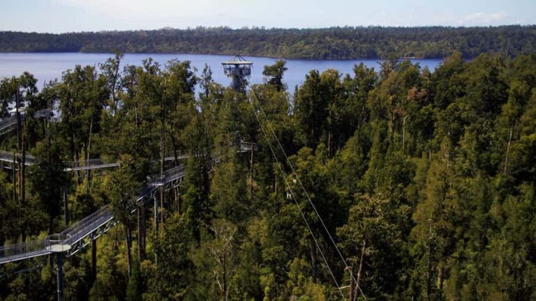 Hokitika: West Coast Tree Top Tower Zip Line and Walk - The Treeline Walk: Nature from a New Perspective
