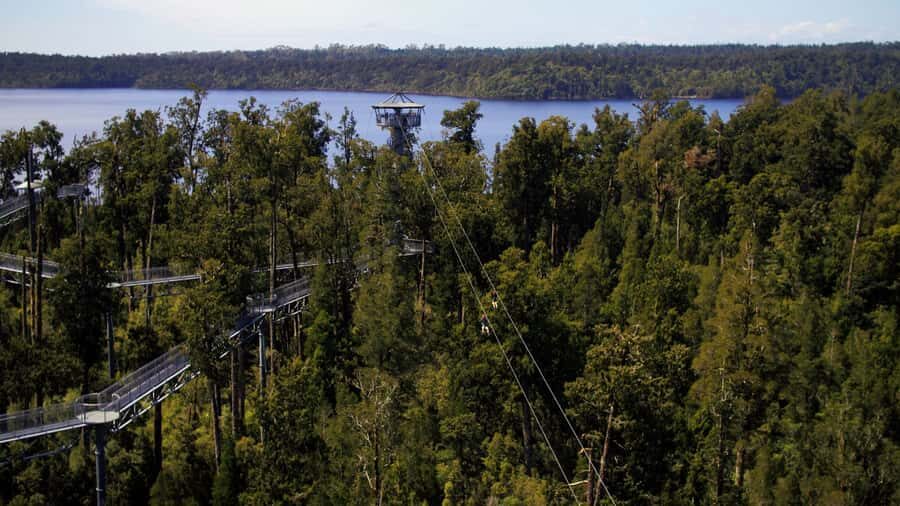 Hokitika: West Coast Tree Top Tower Zip Line and Walk - The Treeline Walk: Nature from a New Perspective