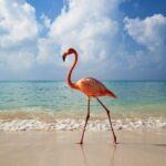 Holbox Island and Cenote Full Day Tour - Practical Details and Tips