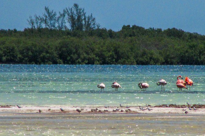 Holbox Island Tour departure from Cancun - The Itinerary in Detail