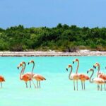 Holbox plus Island Magic by boat Tour from Cancun - Practical Details & Tips