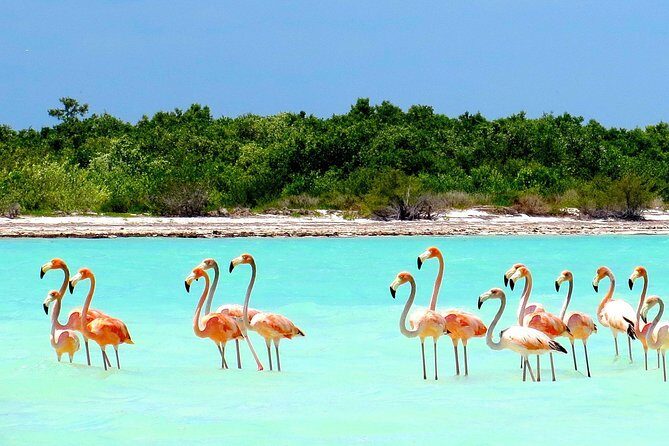 Holbox plus Island Magic by boat Tour from Cancun - Practical Details & Tips