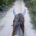 Holbox: Private Horseback Riding - The Itinerary: What to Expect