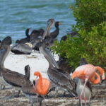 Holbox: Sunrise Kayak Tour through the Mangroves - What to Bring & Practical Tips