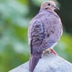 Hollywood Cemetery Hills and History - The Itinerary in Detail: What Makes Each Stop Special