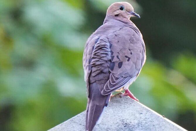 Hollywood Cemetery Hills and History - The Itinerary in Detail: What Makes Each Stop Special