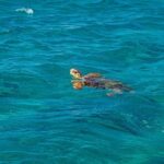 Honolulu: Hanauma Bay Snorkeling Experience w/ Hotel Pickup - The Authentic Benefits of This Tour