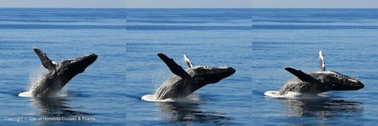 Honolulu: Whale Watching Cruise with Breakfast - Authentic Experiences & Insider Tips