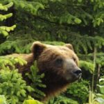 Hoonah: Chichagof Island Brown Bear Search - Who Should Consider This Tour?