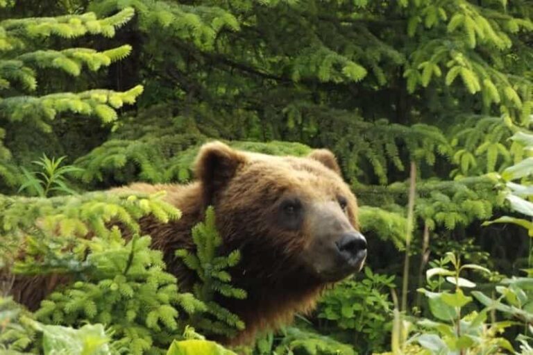 Hoonah: Chichagof Island Brown Bear Search - Who Should Consider This Tour?