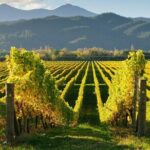 Hop on Hop off Wine Tours Marlborough - Who Should Book This Tour?