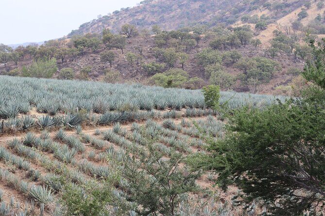Horseback Riding among Agaves and Food: Experience the Morning in Amatitan - Who Should Consider This Tour?