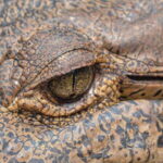 Huatulco: Ecotour with Crocodiles & migrating birds - Why This Tour Works for Different Travelers