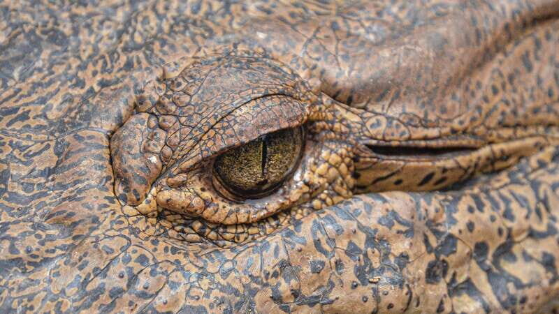 Huatulco: Ecotour with Crocodiles & migrating birds - Why This Tour Works for Different Travelers