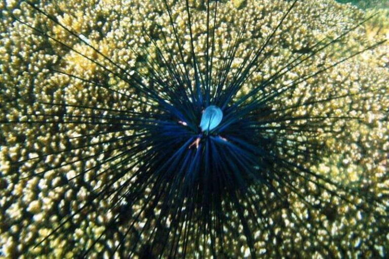 Huatulco: Premium Family Snorkeling Experience - Who Is This Tour Best For?