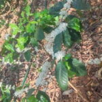 Huatulco: Private Coffee and Fruit Ranch Experience - Exploring the Details of the Huatulco Coffee and Fruit Ranch Experience