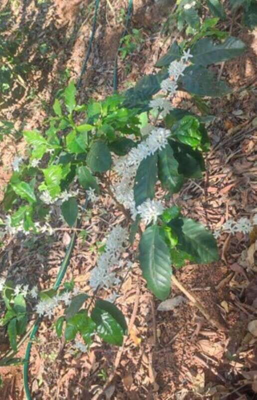 Huatulco: Private Coffee and Fruit Ranch Experience - Exploring the Details of the Huatulco Coffee and Fruit Ranch Experience