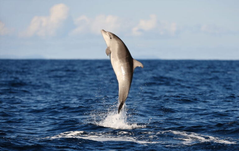 Huatulco: Sunrise Dolphin Watching with Beach Visit - The Value of This Tour