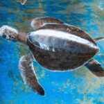 Huatulco: Turtles & Crocs Experience - Final Thoughts