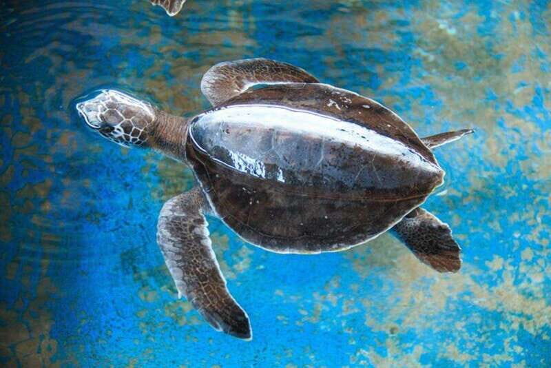 Huatulco: Turtles & Crocs Experience - Final Thoughts