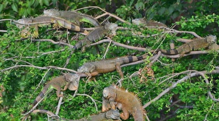 Huatulco:Ventanilla, Zipolite,Mazunte, and Puerto Angel Tour - Relaxing at Zipolite Beach