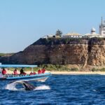 Humpback Whale Encounter Tour from Newcastle - The Experience: What Previous Travelers Say