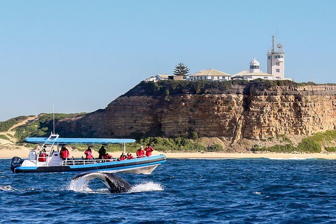Humpback Whale Encounter Tour from Newcastle - The Experience: What Previous Travelers Say