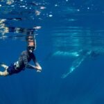 Humpback Whale Safari - What to Expect on Your Whale Safari