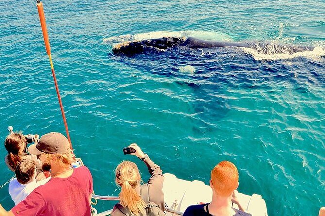 Humpback Whale Watching and Cabo San Lucas Arch Tour - Authentic Experiences and Tips from Reviewers