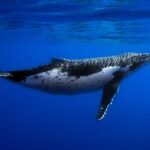 Humpback whale watching and marine life in Moorea - Marine Wildlife Encounters
