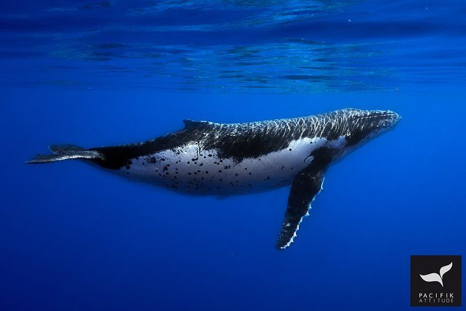 Humpback whale watching and marine life in Moorea - Marine Wildlife Encounters