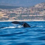 Humpback Whale Watching Private Tour Lead by Marine Biologist - What’s Included and What’s Not