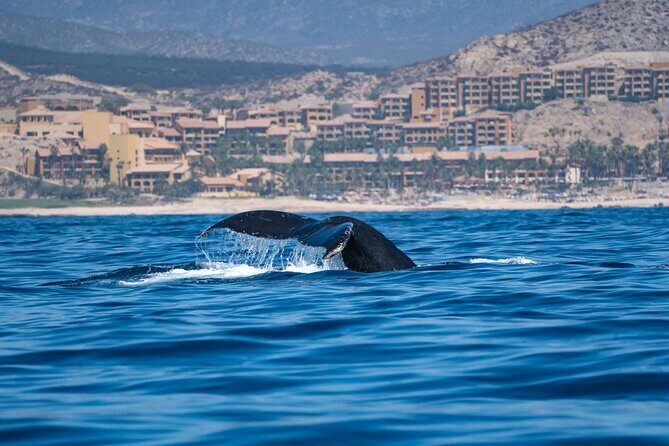 Humpback Whale Watching Private Tour Lead by Marine Biologist - What’s Included and What’s Not
