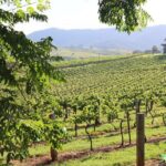 Hunter Valley Premium Tastings with Lunch - Authentic Insights from Reviews