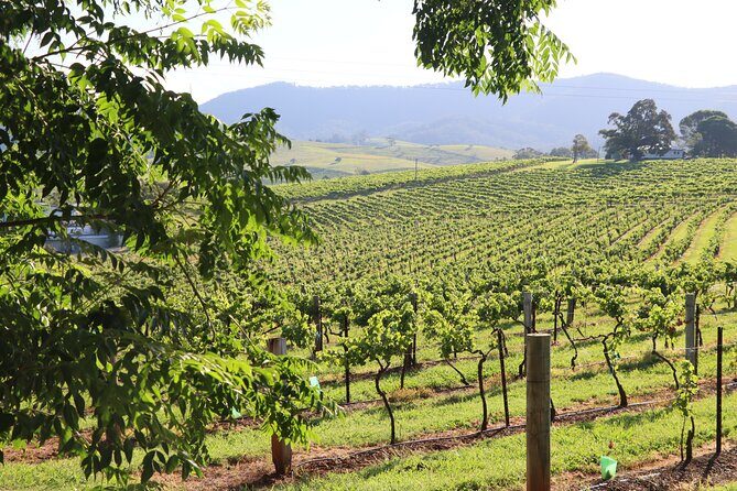 Hunter Valley Premium Tastings with Lunch - Authentic Insights from Reviews